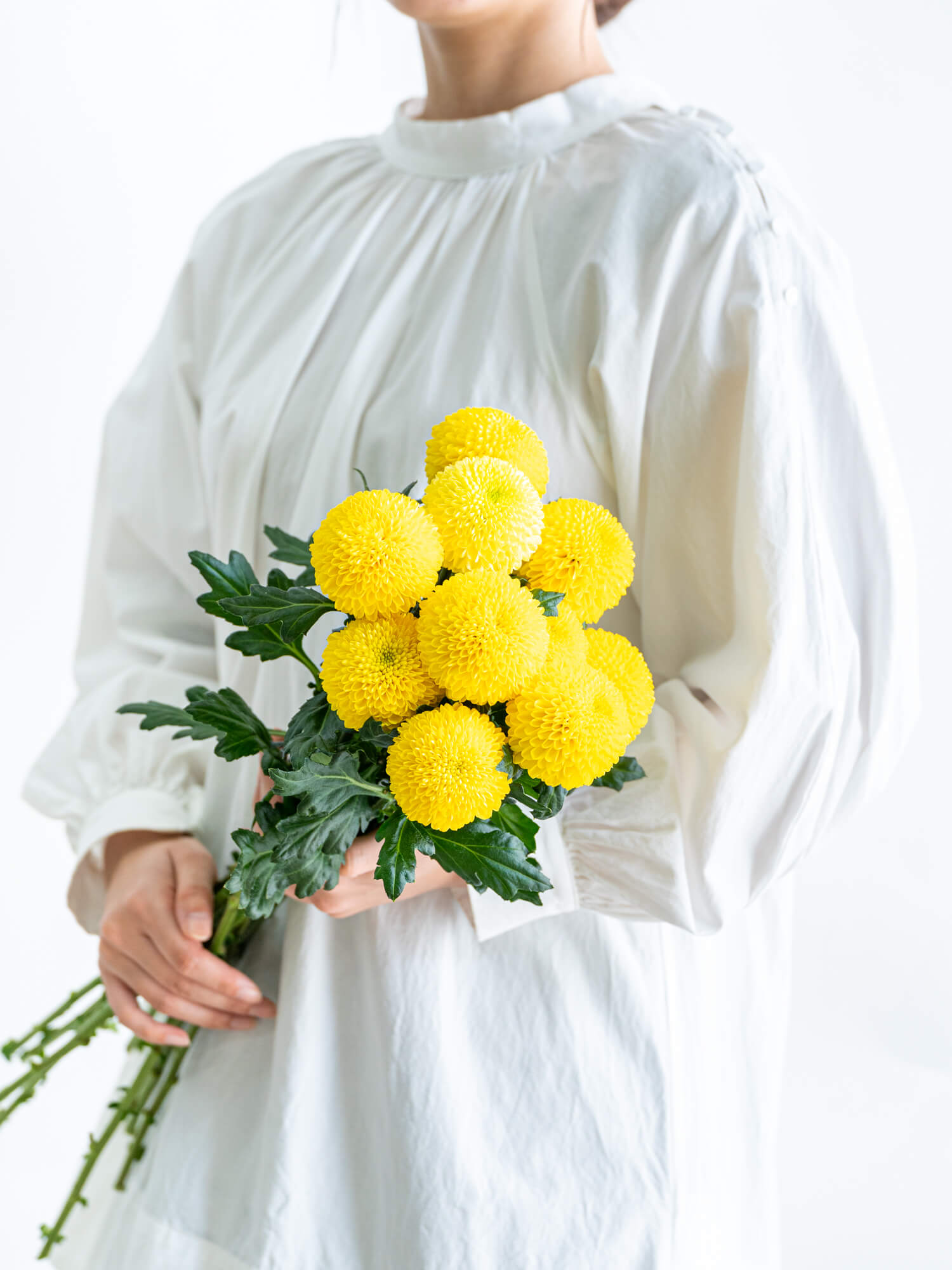 ピンポンマム （黄） おまかせ品種｜ハナイチ｜花と植物、資材の仕入れサイト